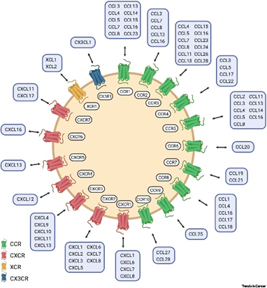 靶向免疫治疗“黄金搭档”——趋化因子CCR家族 - 知乎