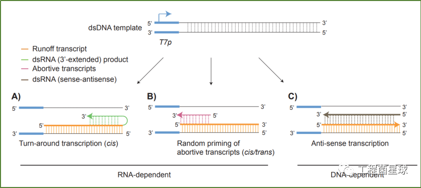 【耀文解读】mRNA产品相关杂质dsRNA检测：ELISA试剂盒 - 知乎