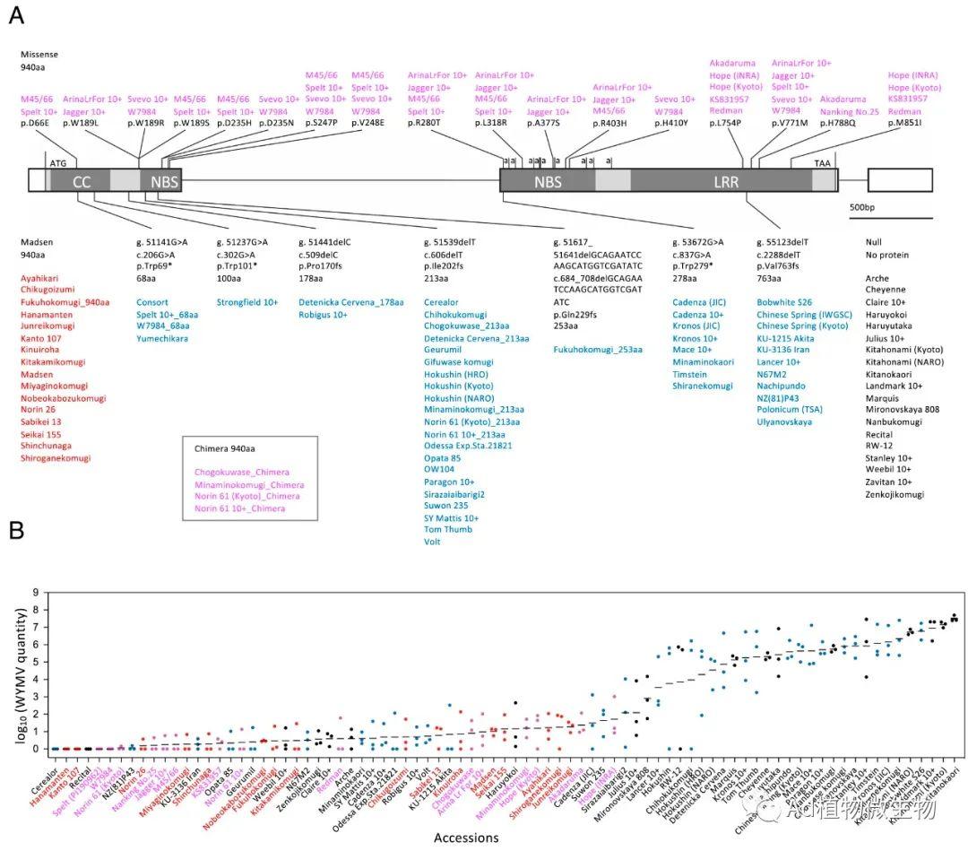 PNAS | 研究揭示保护小麦免受土传病原体侵害的抗性根源！ - 知乎
