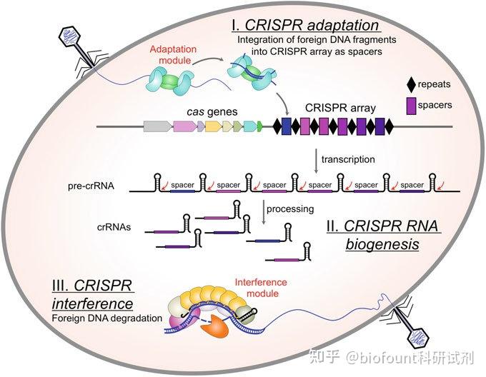 CRISPR 和 Cas9 之间的区别 - 知乎