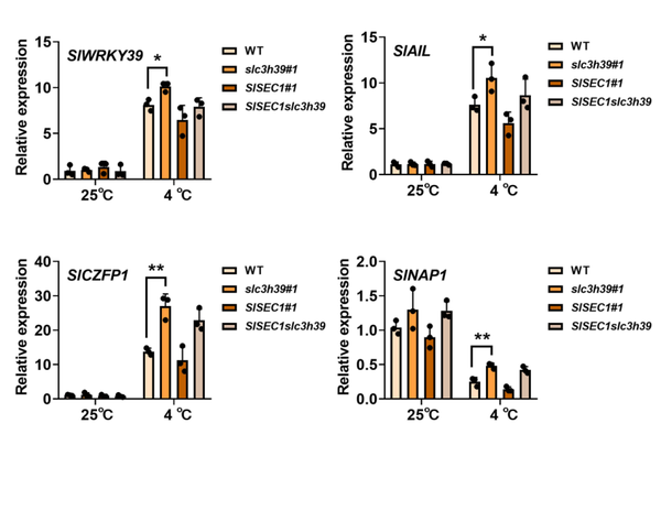 RIP-seq项目文章｜New Phytol发表番茄耐寒的转录后调控机制 - 知乎