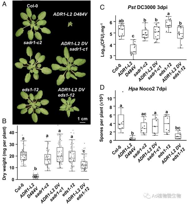 PNAS | 北卡教堂山分校Dangl团队研究揭示拟南芥免疫中TIR结构域的更广泛功能! - 知乎