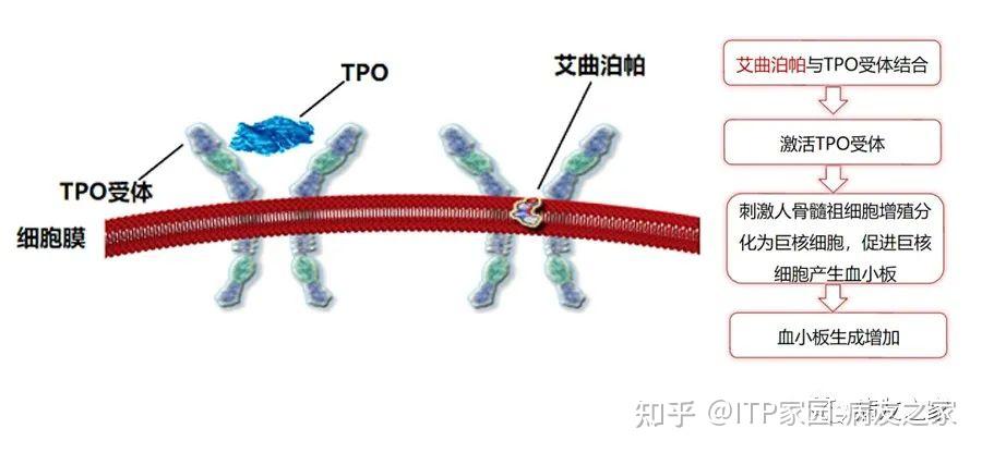 认识药物 | 血小板生成素受体激动剂（TPO-RA）之艾曲泊帕 - 知乎
