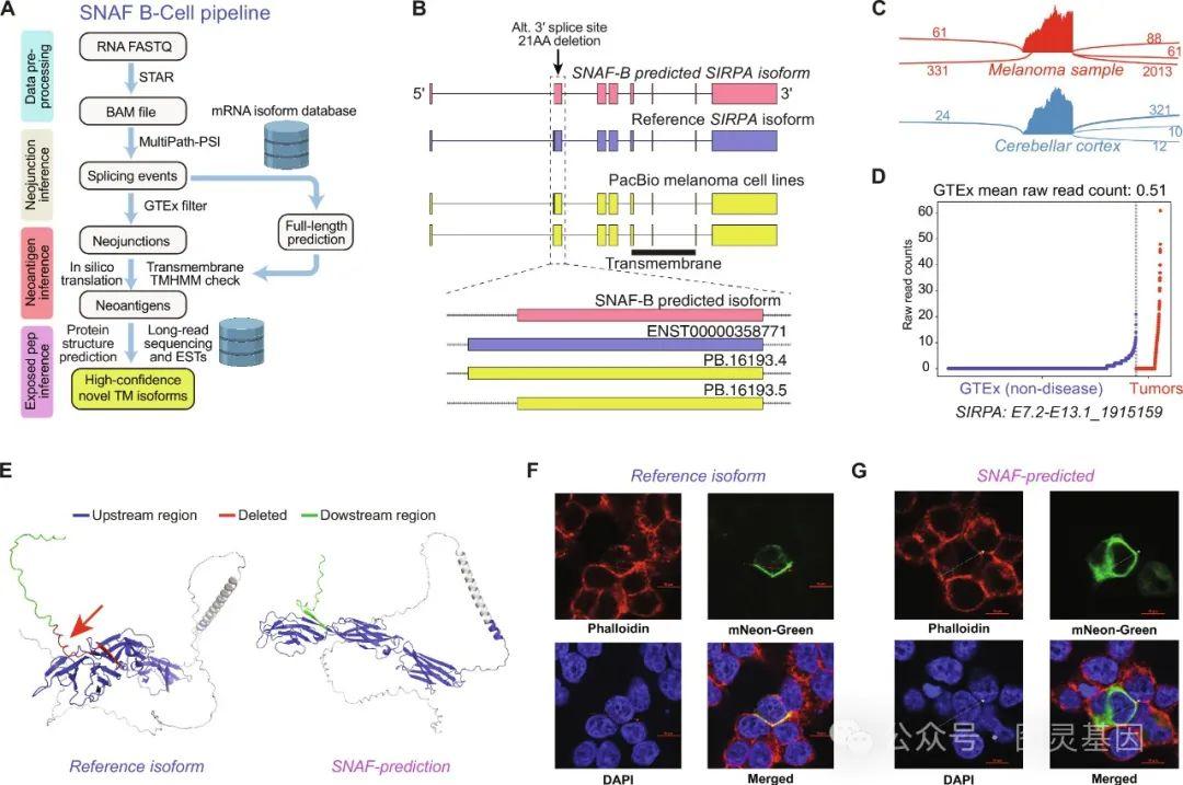 Sci Tra Med | SNAF识别用于免疫治疗的剪接新抗原靶点 - 知乎