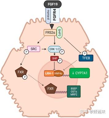 FGF19-FGFR4通路及FGFR4抑制剂的小结 - 知乎