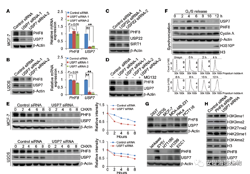 USP7稳定组蛋白去甲基化酶PHF8促进乳腺癌的发生 - 知乎