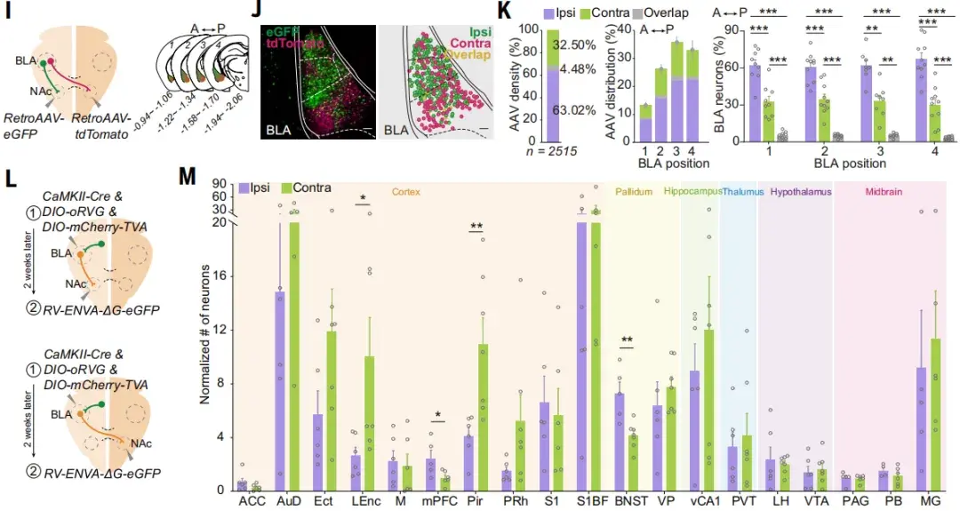 客户文章 | Science︱复旦大学刘星/马兰团队揭示小鼠半球间BLA-AC-NAc环路调控负面情绪 - 知乎