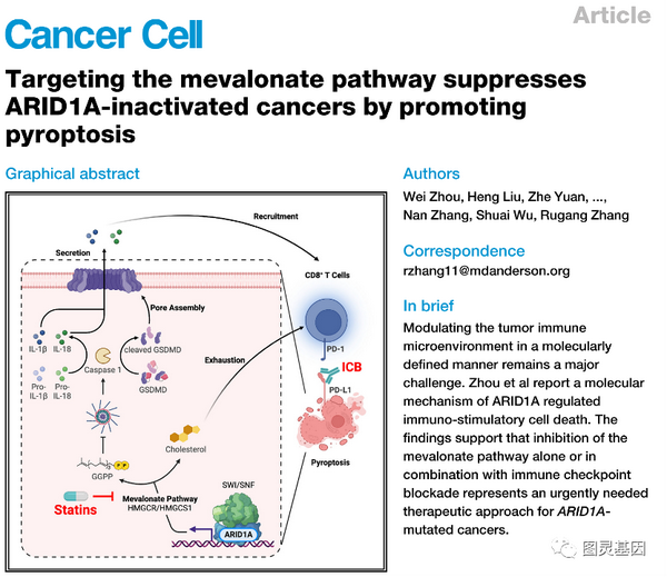 Cancer Cell ｜ 揭秘他汀类药物通过焦亡抑制癌症机制 - 知乎