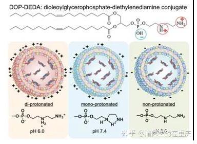 DOPE在阳离子脂质体中的作用：助磷脂（helperlipid）；CAS：4004-05-1，DOPE结构式 - 知乎