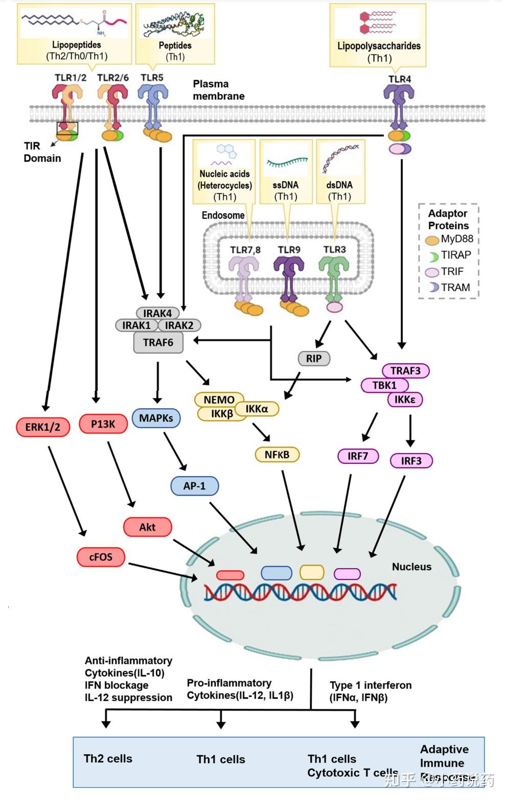 下一代疫苗佐剂： TLR激动剂 - 知乎