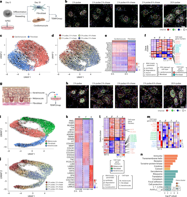 Nat Methods | MIT美女科学家实现时空分辨转录组学揭示亚细胞RNA动力学景观 - 知乎