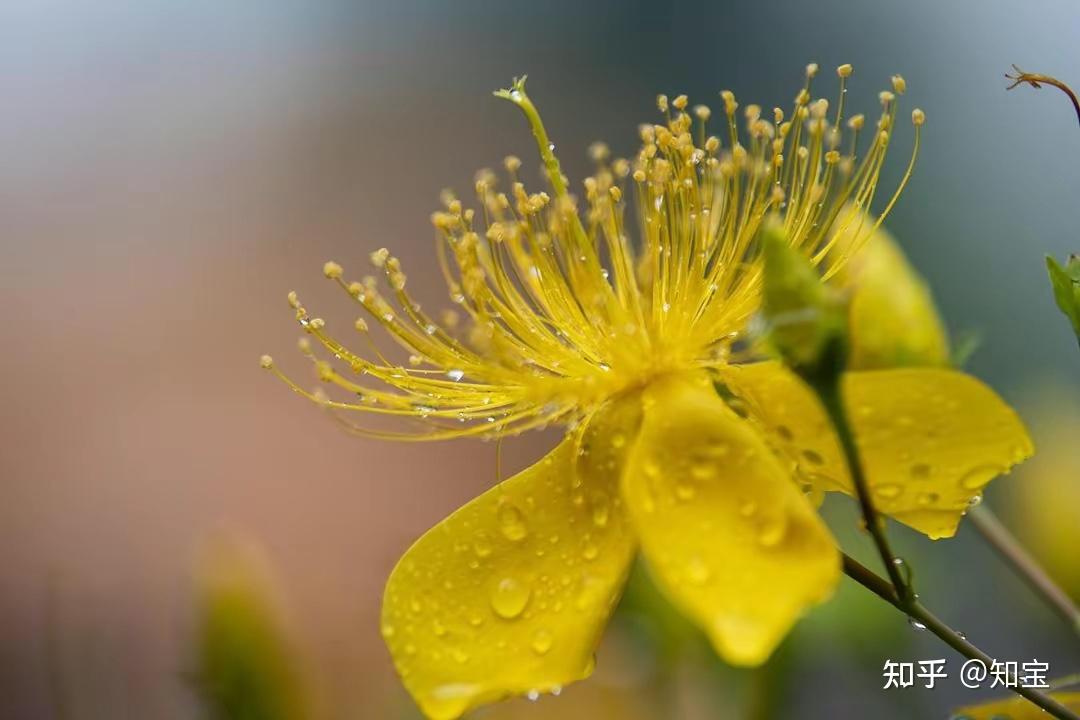 善于诡谲者善于胜 - 知乎