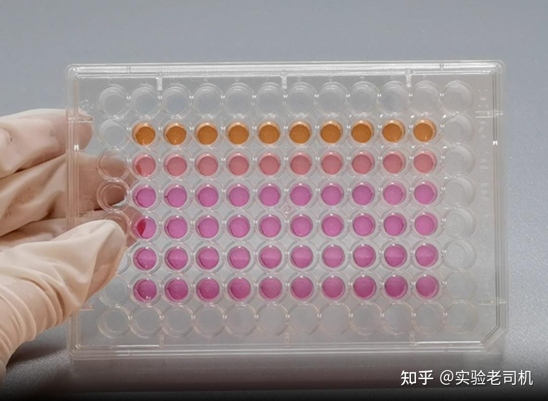 手把手教学——如何做好cck-8实验 - 知乎