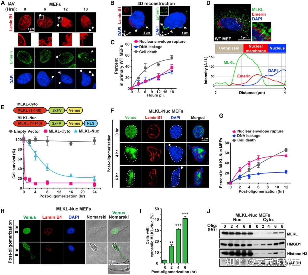 【Cell论文拆解】流感病毒的Z-RNA可诱导ZBP1介导的细胞坏死 - 知乎
