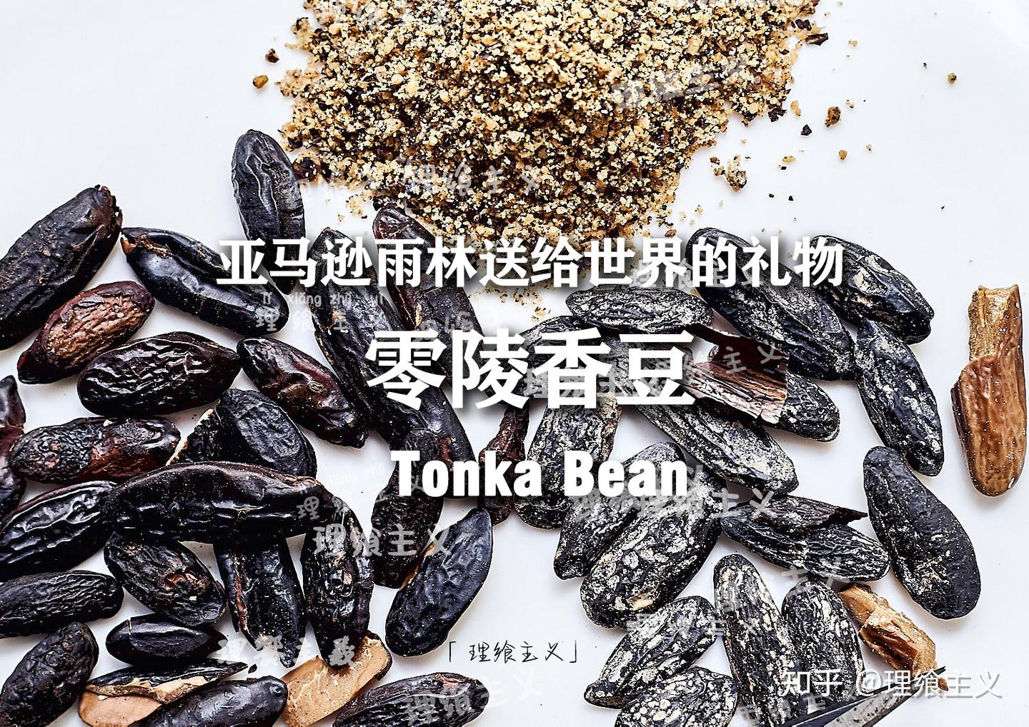来自亚马逊雨林的神奇香料-零陵香豆 - 知乎