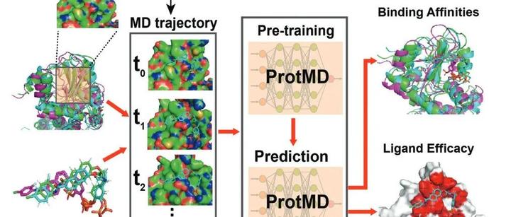Advanced Science | 首创引入蛋白动态信息的AI模型，高效预测药物-蛋白亲和力 - 知乎