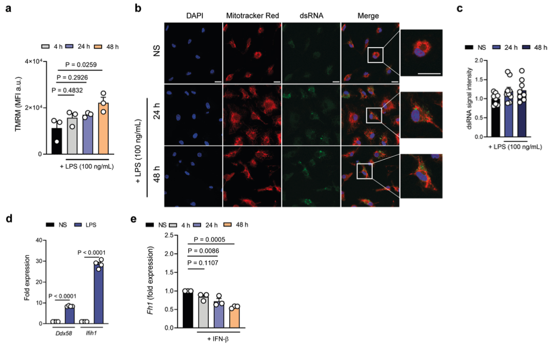 Nature丨巨噬细胞富马酸水合酶抑制 mtRNA 介导的干扰素产生 - 知乎