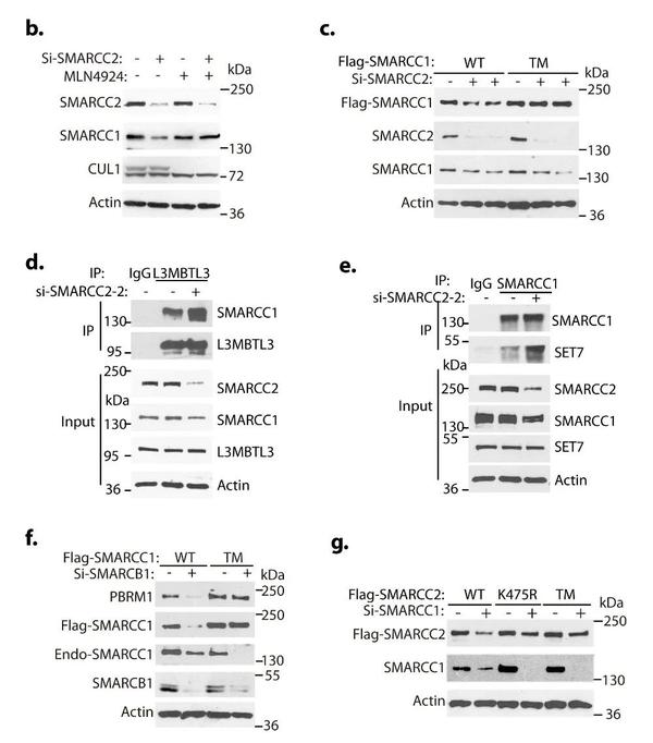 Nat Commun︱张慧团队发现SWI/SNF复合物的新型蛋白降解机制 - 知乎