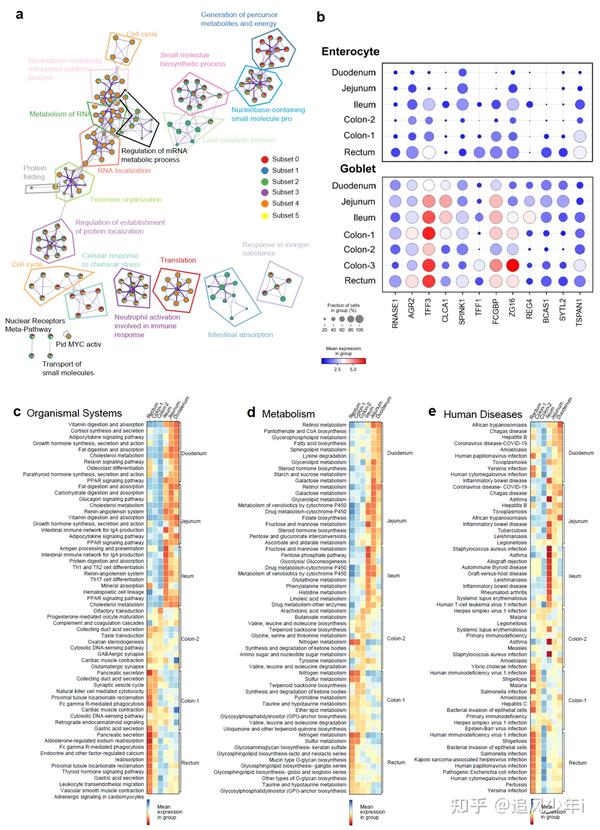 10X单细胞空间研究不同肠道区域的免疫细胞图谱 - 知乎