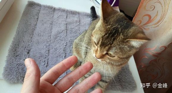 当猫在主人身上闻到别人家猫的味道时 它在想什么？ 知乎