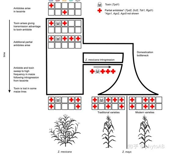 Nature|自私基因促进玉米的驯化和多样性 - 知乎