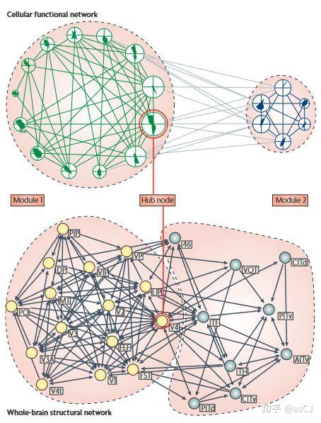 Complex brain network: graph theoretical analysis of structural and functional systems（review）（待 ...