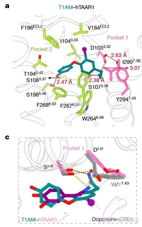 TAAR1的配体识别和G蛋白偶联机制 - 知乎