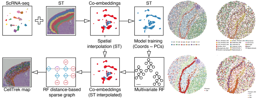 研究方法 | 如何利用单细胞的数据提升空间转录组的分辨率 - 知乎