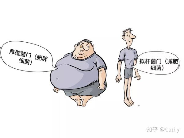 肥胖细菌”和 减肥细菌” 知乎
