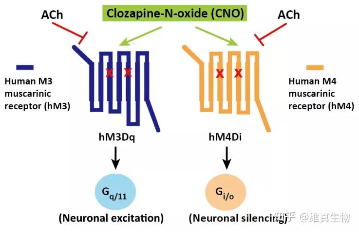 知识分享｜神经研究的重要工具-DREADDs技术 - 知乎
