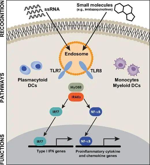 肿瘤免疫治疗的新型“助燃剂”—TLR8 - 知乎