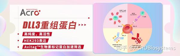 【最强组合】肺癌治疗热门靶点——DLL3 & Notch - 知乎