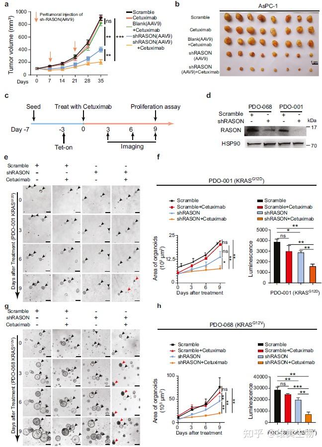 Cell Research（IF=46.297）| 张弩/徐建波/姚宏伟/闫超教授发现RASON有望成为KRAS突变癌治疗新靶点 - 知乎