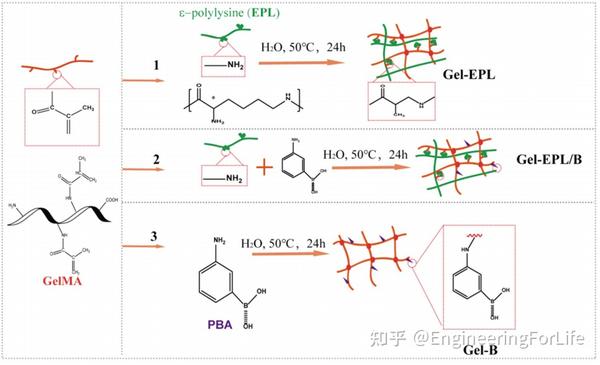 基于GelMA的可注射光固化水凝胶用于软骨组织再生 - 知乎