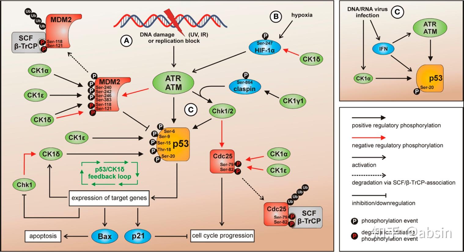 MDM2 抑制剂助力癌症研究 - 知乎