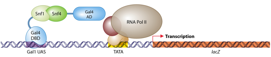 酵母杂交那些事儿（一） - 知乎