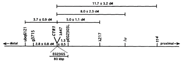 乙烯信号转导——“大反派” CTR1 - 知乎