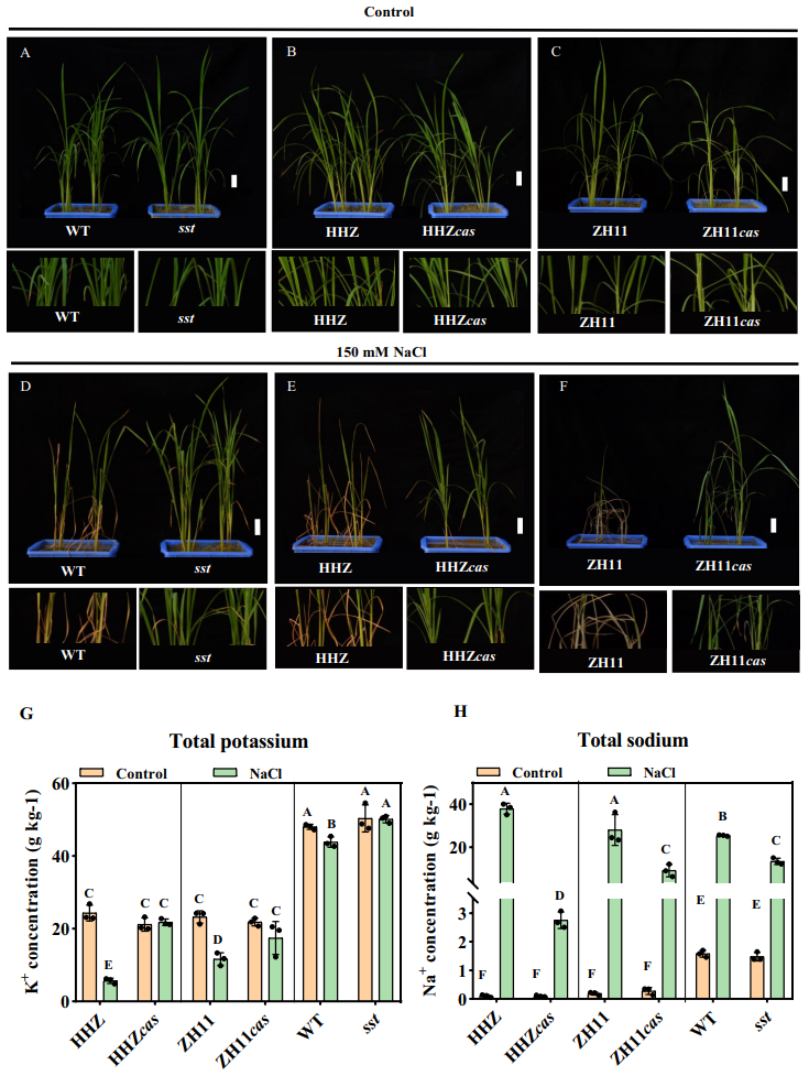 原来转基因材料还可以继续这样研究！ - 知乎