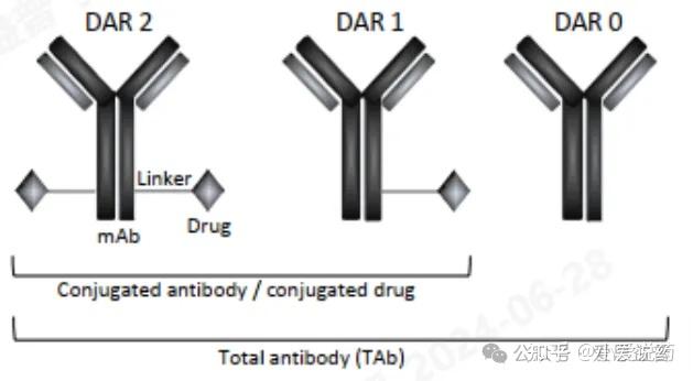 ADC血浆稳定性评价，不一样的DAR值测定！ - 知乎