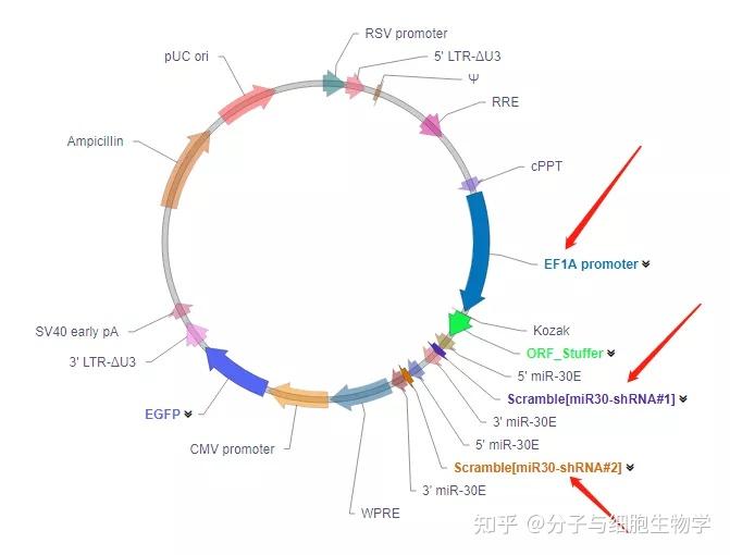 手把手教你设计哺乳动物shRNA干扰载体 - 知乎
