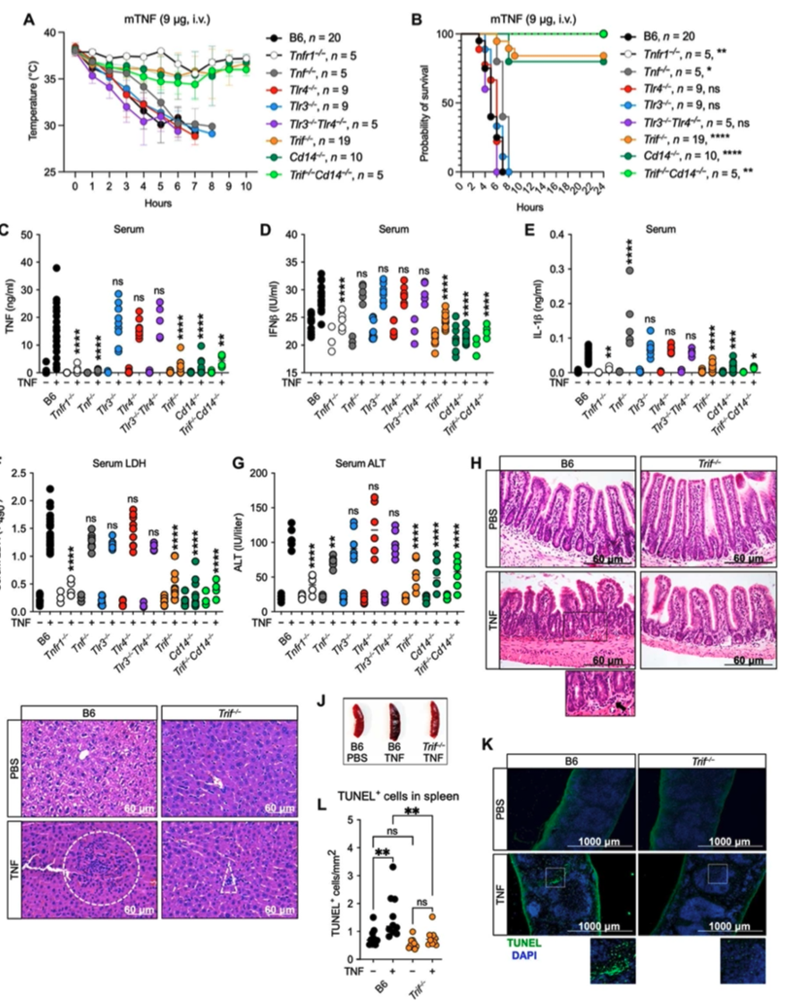 Science新子刊丨TRIFosome丨TNF 通过中性粒细胞和巨噬细胞的TRIF/CD14通路诱导死亡 - 知乎