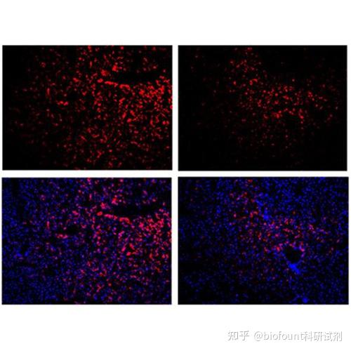 Dihydroethidium (二氢乙锭，DHE)；超氧化物阴离子荧光探针 - 知乎