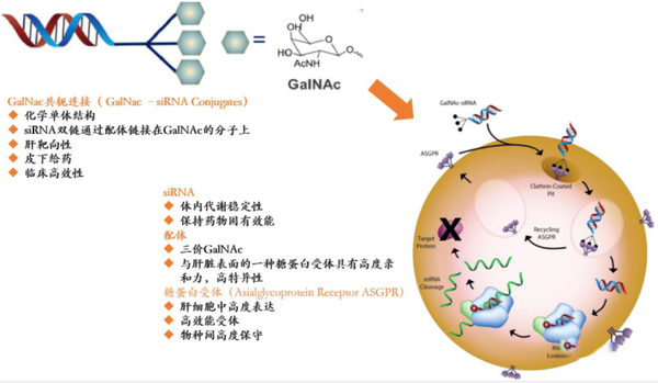 实现基因沉默的siRNA，未来最火的药物研发。 - 知乎