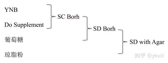 快问快答16|酵母SD培养基常见问题有哪些？ - 知乎
