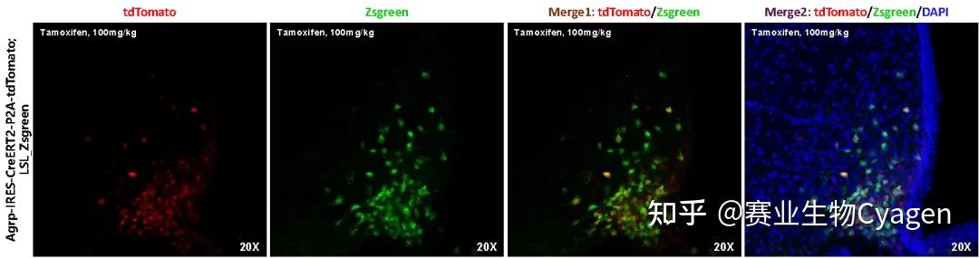 诱导型&荧光标记工具模型：Agrp-IRES-CreERT2-P2A-tdTomato小鼠 - 知乎