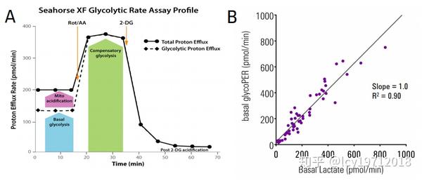 用Seahorse检测线粒体功能和细胞代谢状况 - 知乎