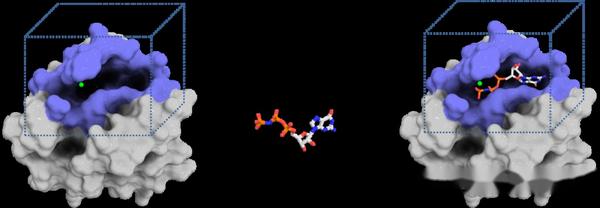 分享一些简易分子对接软件 - 知乎