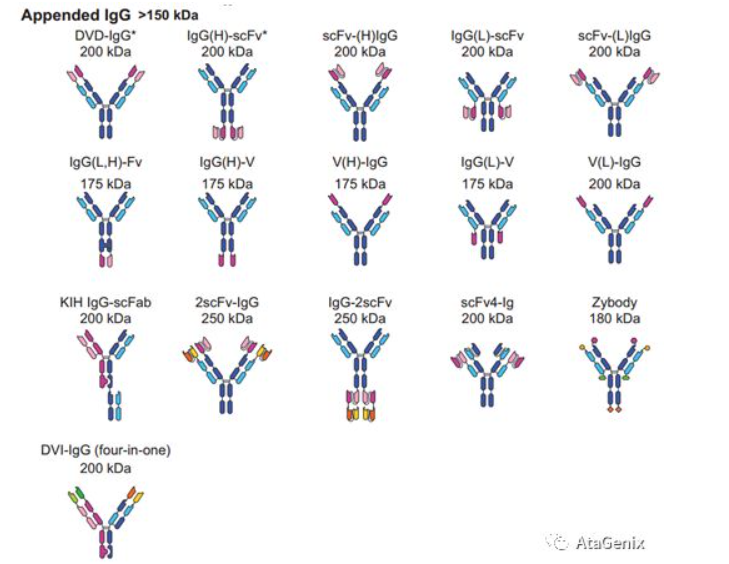 双特异抗体最全设计方案汇总 - 知乎