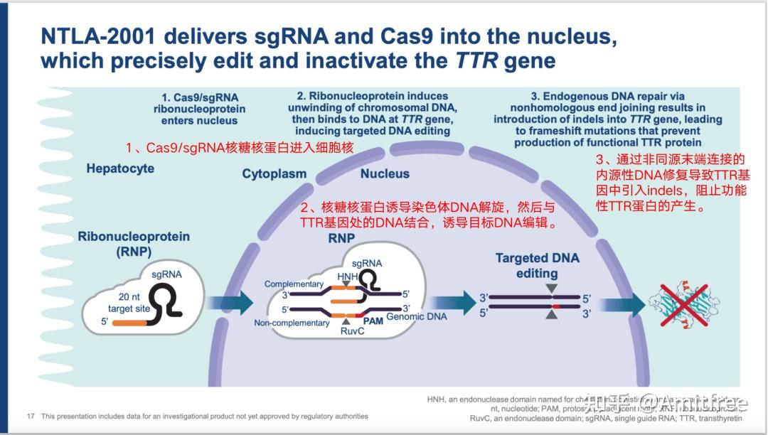 创新前沿--基因编辑公司Intellia的里程碑产品NTLA-2001 - 知乎