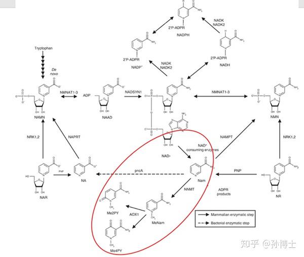 NAD+的内循环 – 远比补充前体更重要的过程 - 知乎